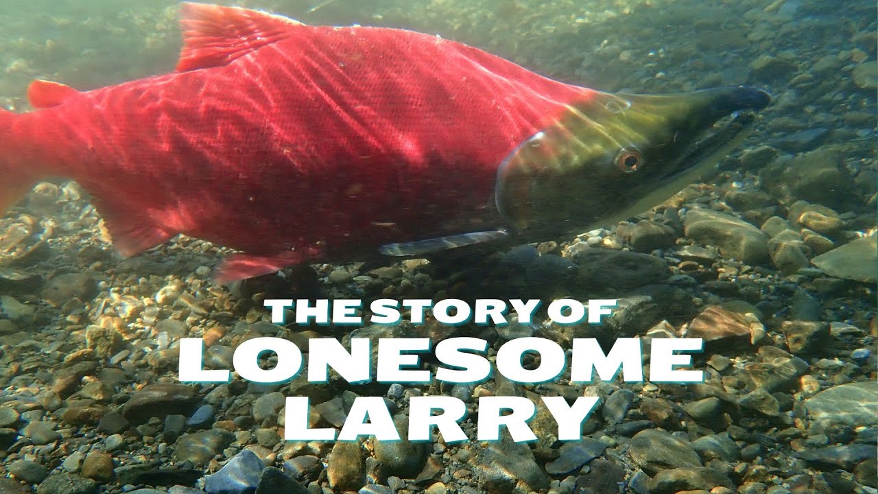 Animal Migration - NWF | Ranger Rick